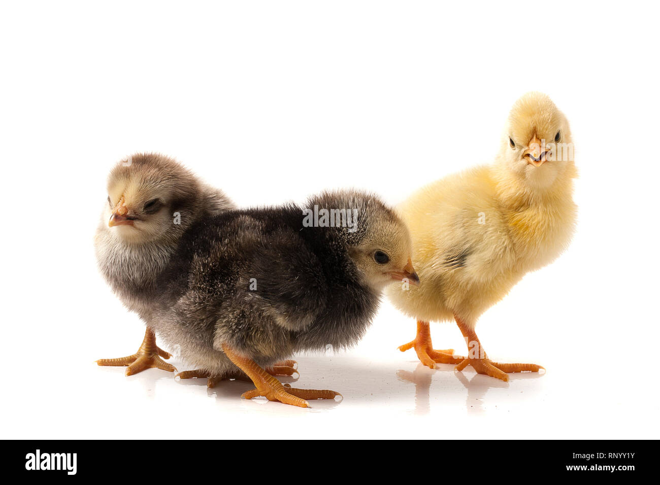three little chicken isolated on white background Stock Photo - Alamy
