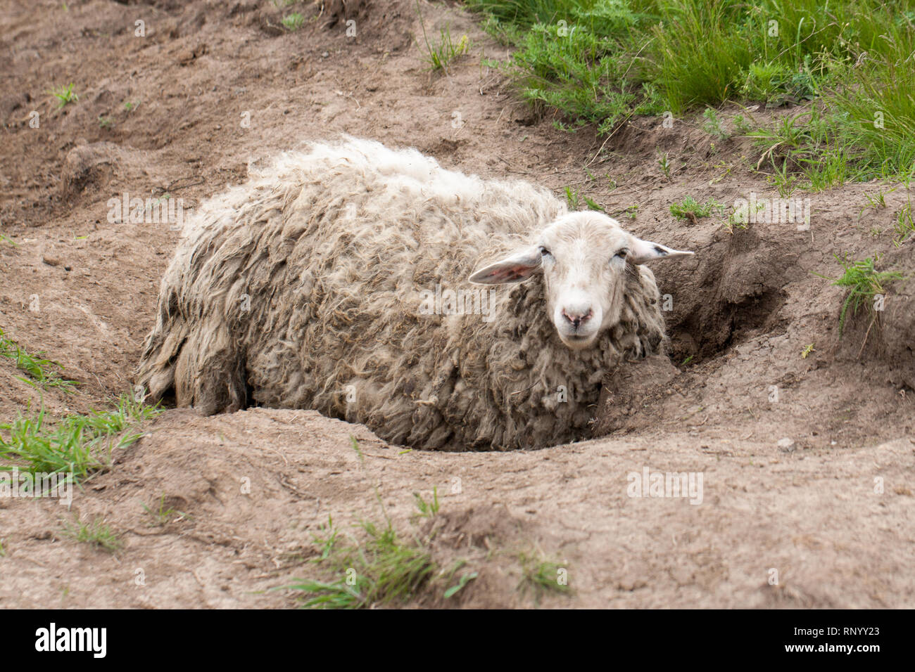 Sheep lamb lies on the meadow hi-res stock photography and images - Alamy