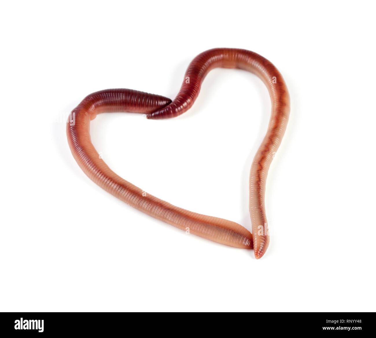 Two earthworms in the shape of heart isolated on white background Stock ...