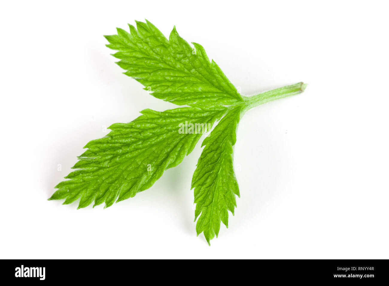 Fresh raspberry leaf isolated on white background Stock Photo - Alamy