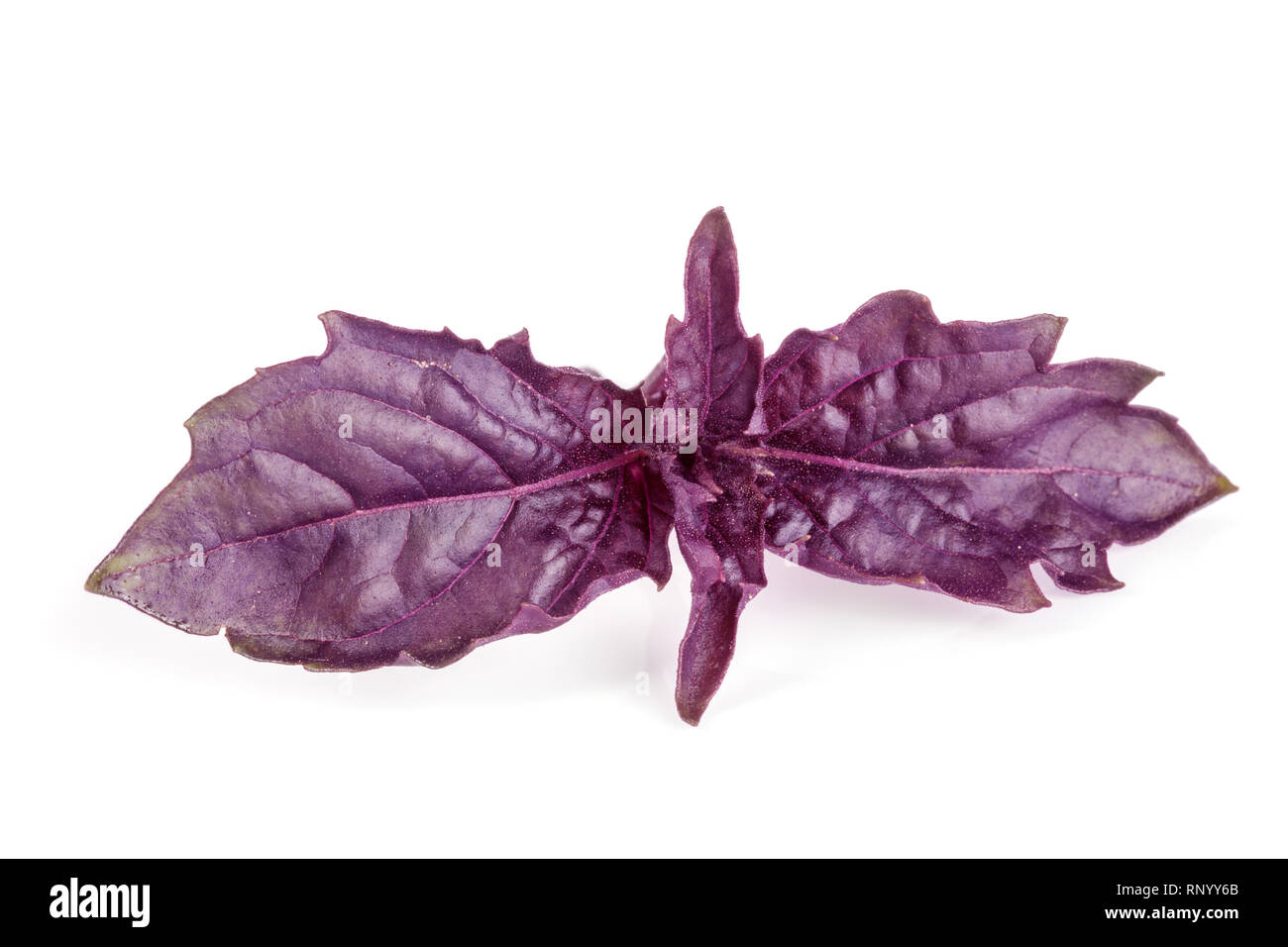 Fresh purple basil twig isolated on white background Stock Photo - Alamy