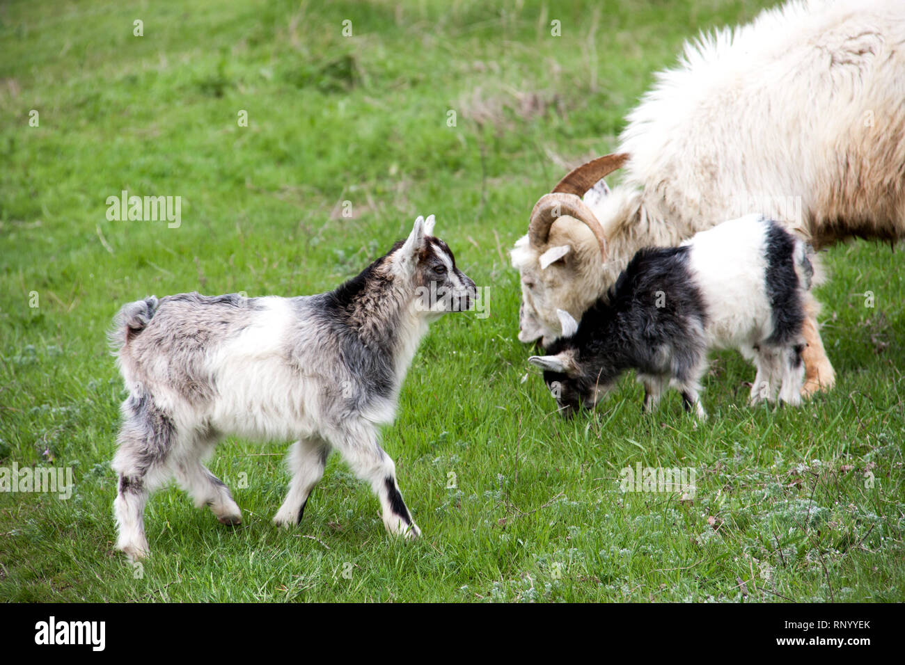 Goat with a kid is grazing on green grass Stock Photo - Alamy