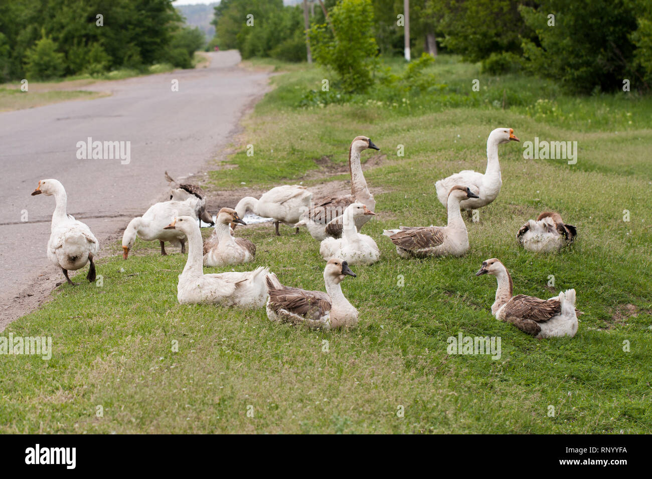 Flock domestic geese on farm hi-res stock photography and images - Alamy