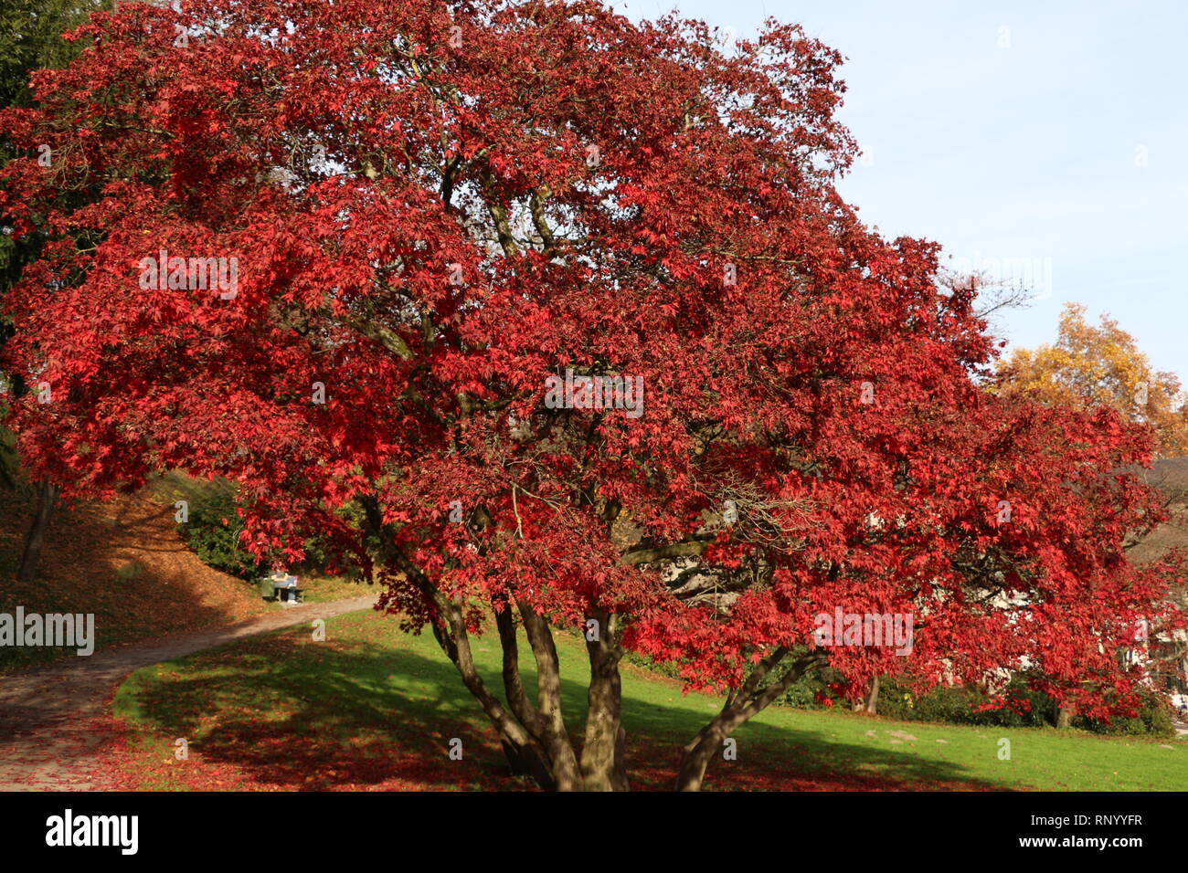 Acer japonicum seed hi-res stock photography and images - Alamy