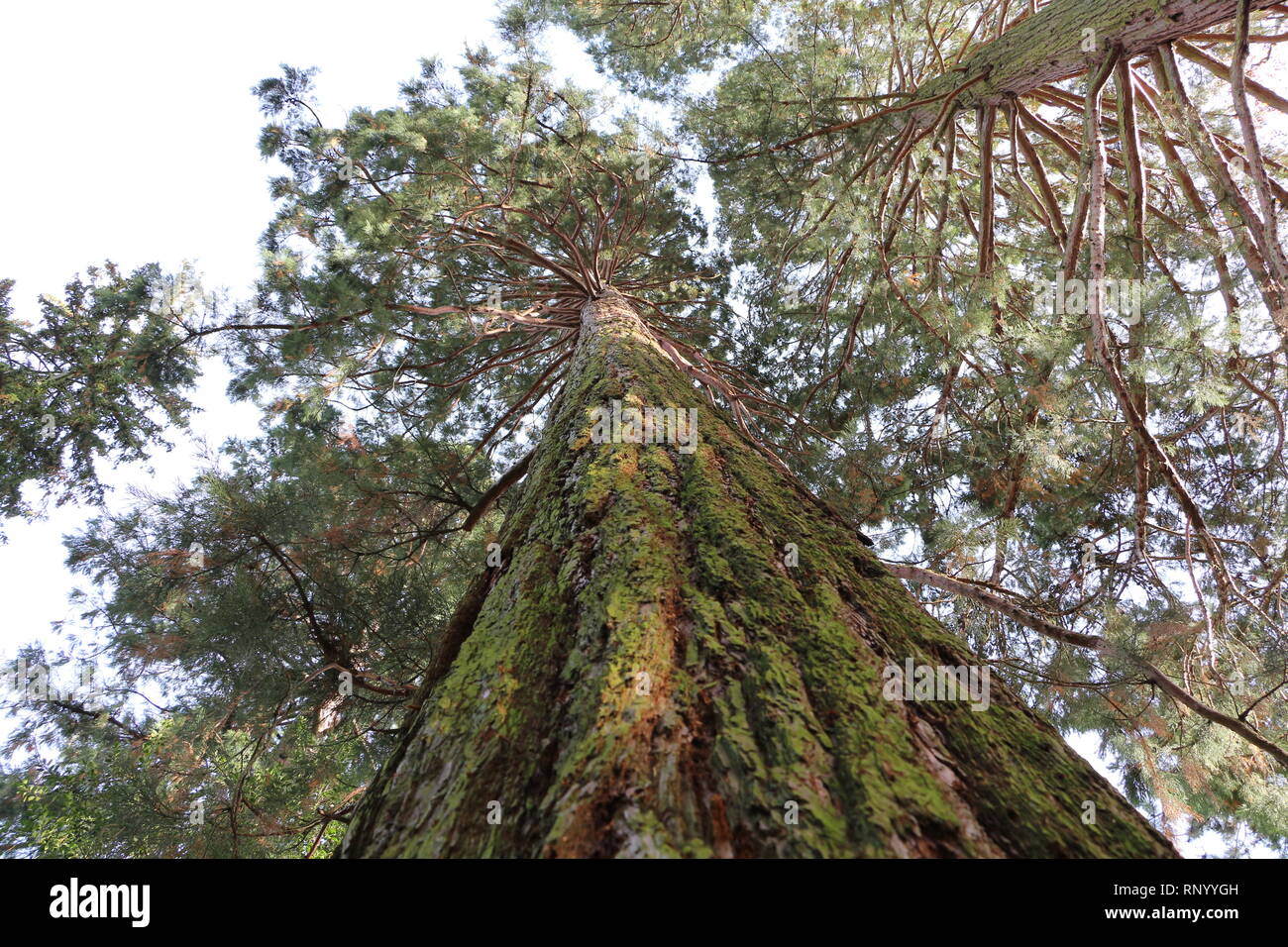 Look up, tree, trunk hi-res stock photography and images - Alamy