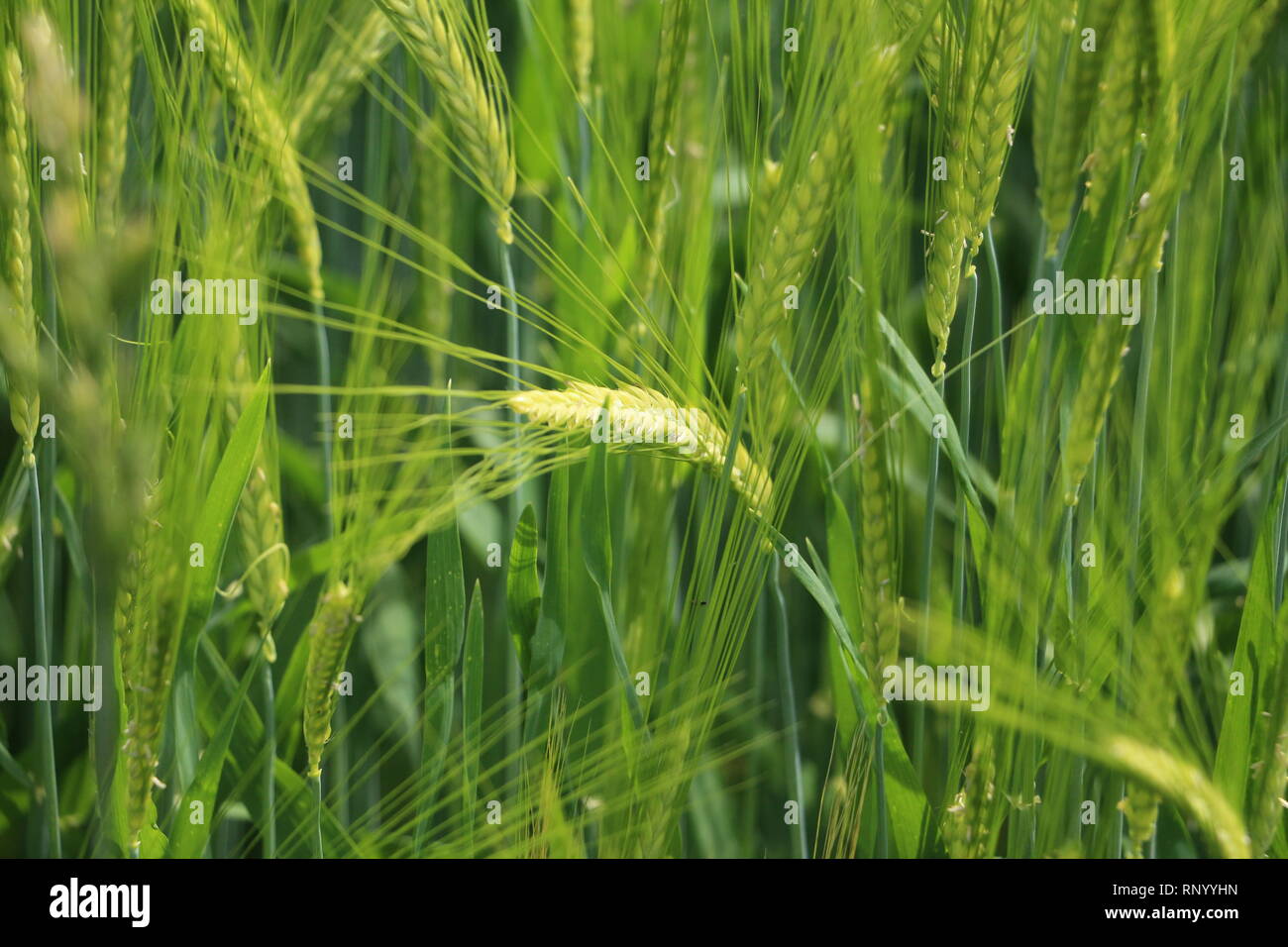 Growing grain hi-res stock photography and images - Alamy