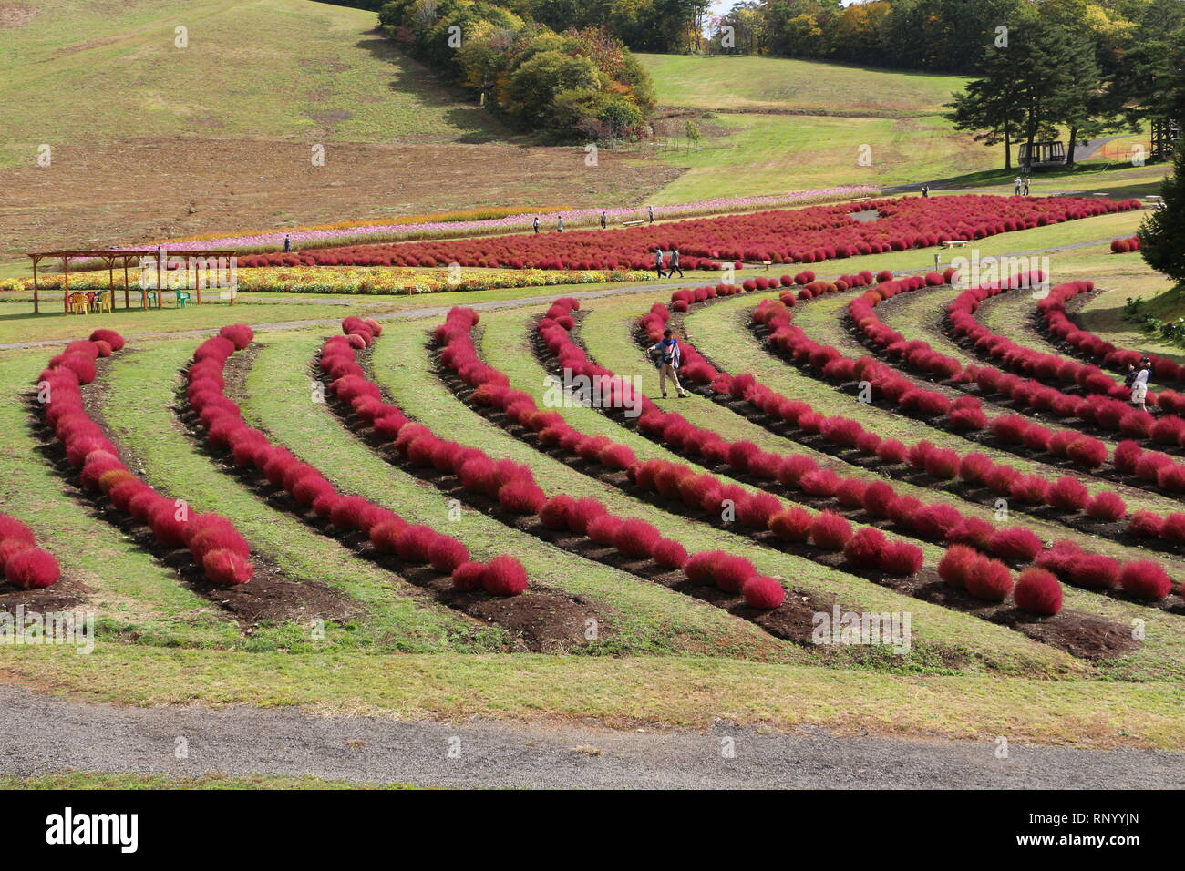 Kochia hitachi seaside park hi-res stock photography and images - Alamy