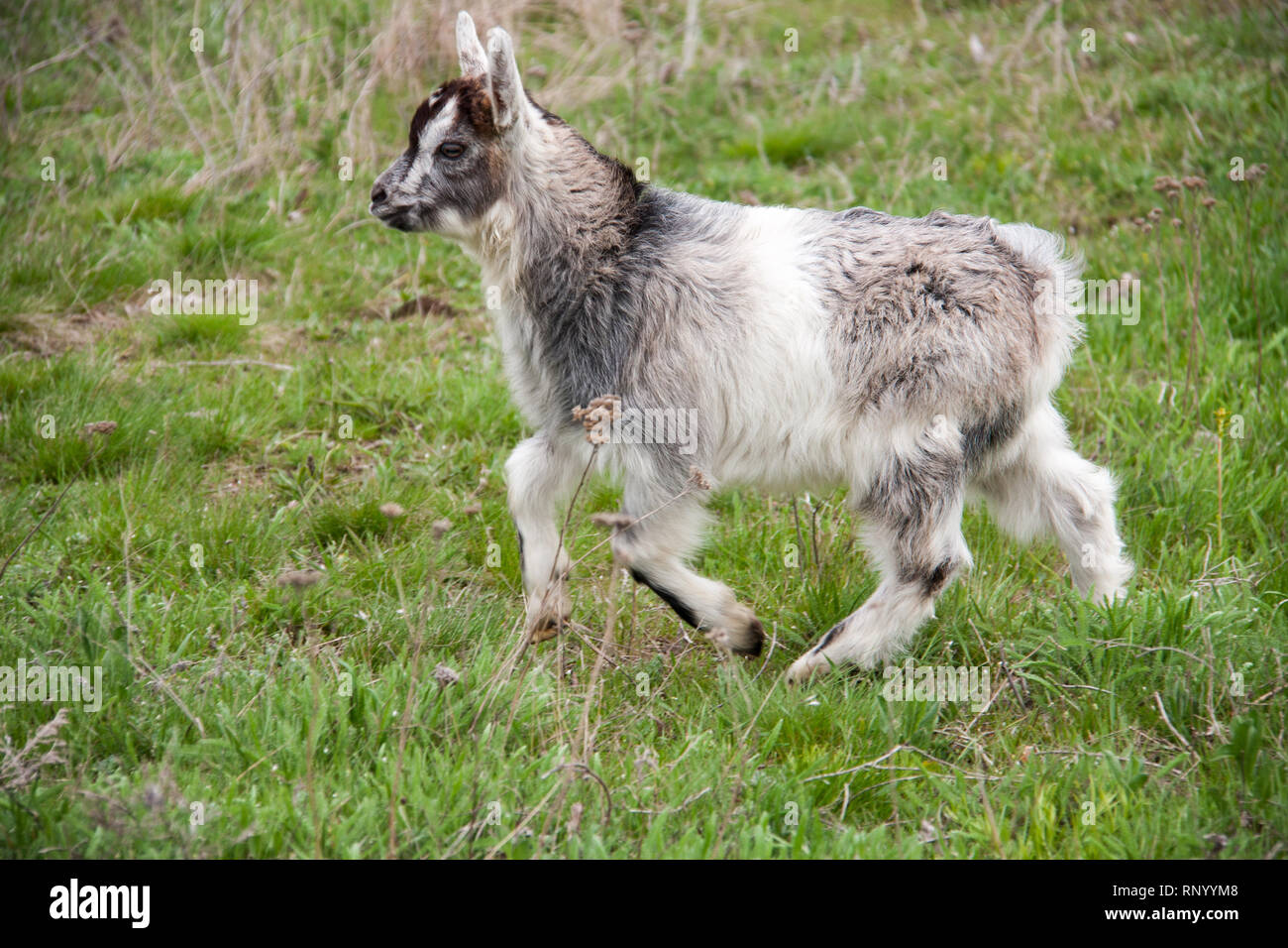 One little kid goat is grazing on the grass Stock Photo - Alamy
