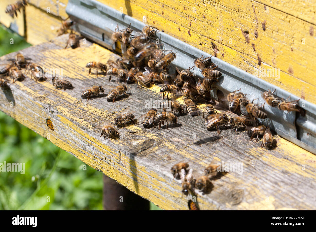 The bees at front hive entrance close-up, Selective focus Stock Photo ...