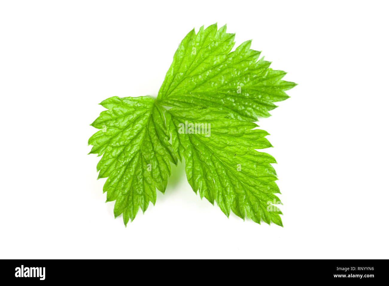 Fresh raspberry leaf isolated on white background Stock Photo - Alamy