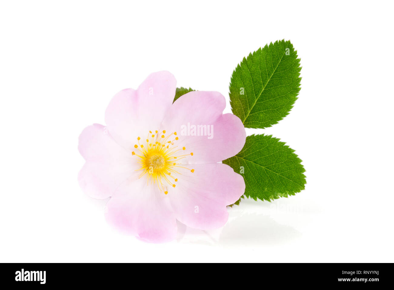 Rosehip flower with leaf isolated on white background Stock Photo - Alamy