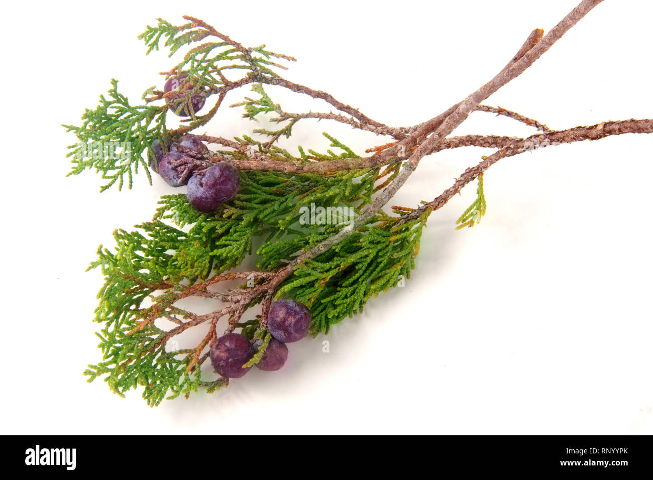 Green juniper branch with berries isolated on white background Stock ...
