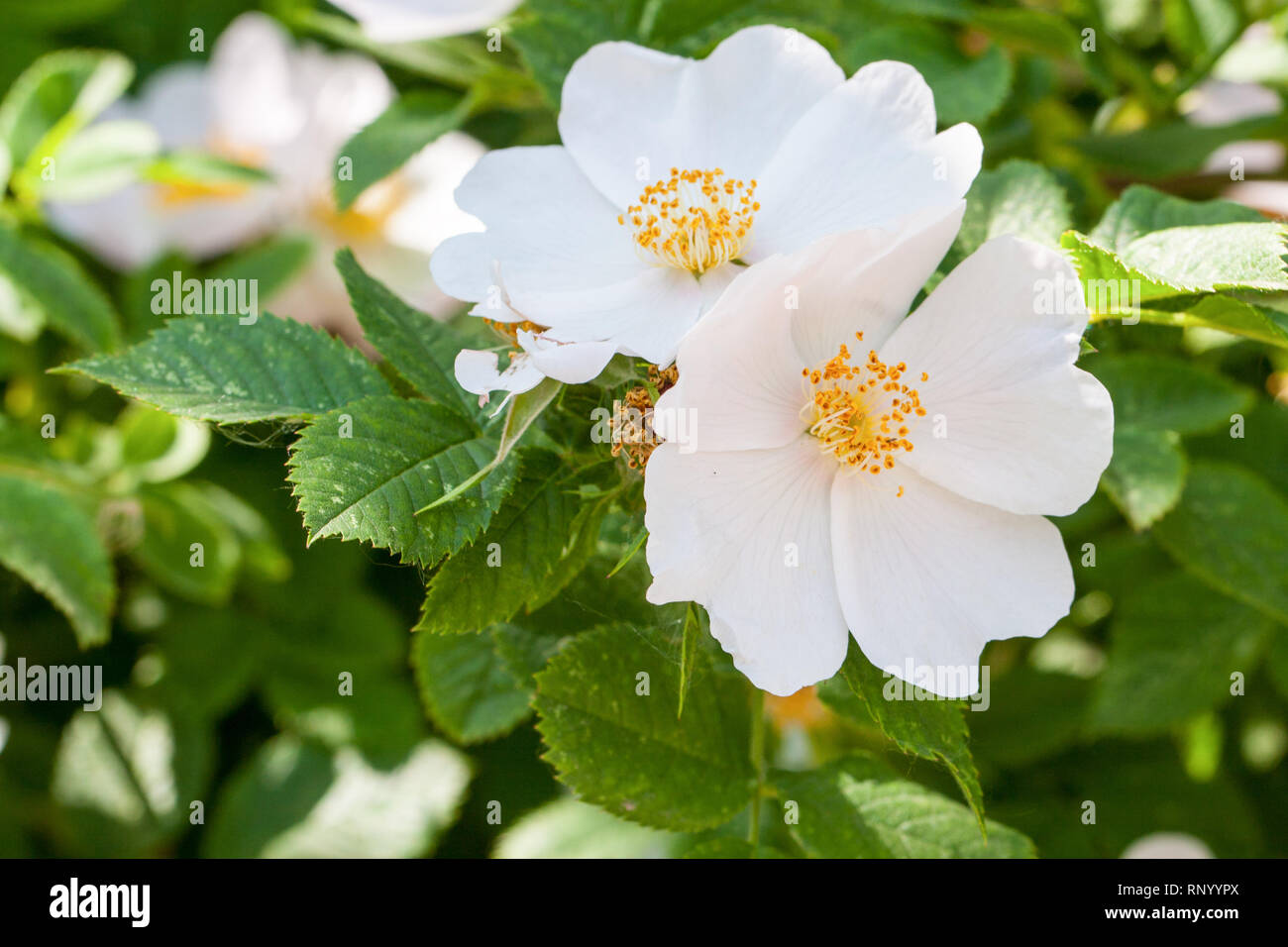 Rose flower and rose hip hi-res stock photography and images - Alamy