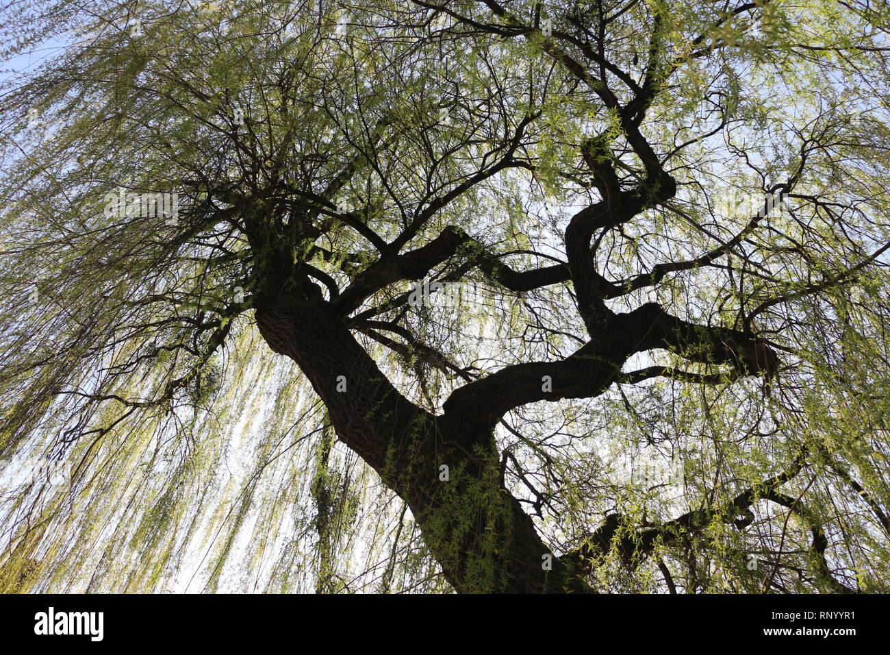 Real weeping graze hi-res stock photography and images - Alamy