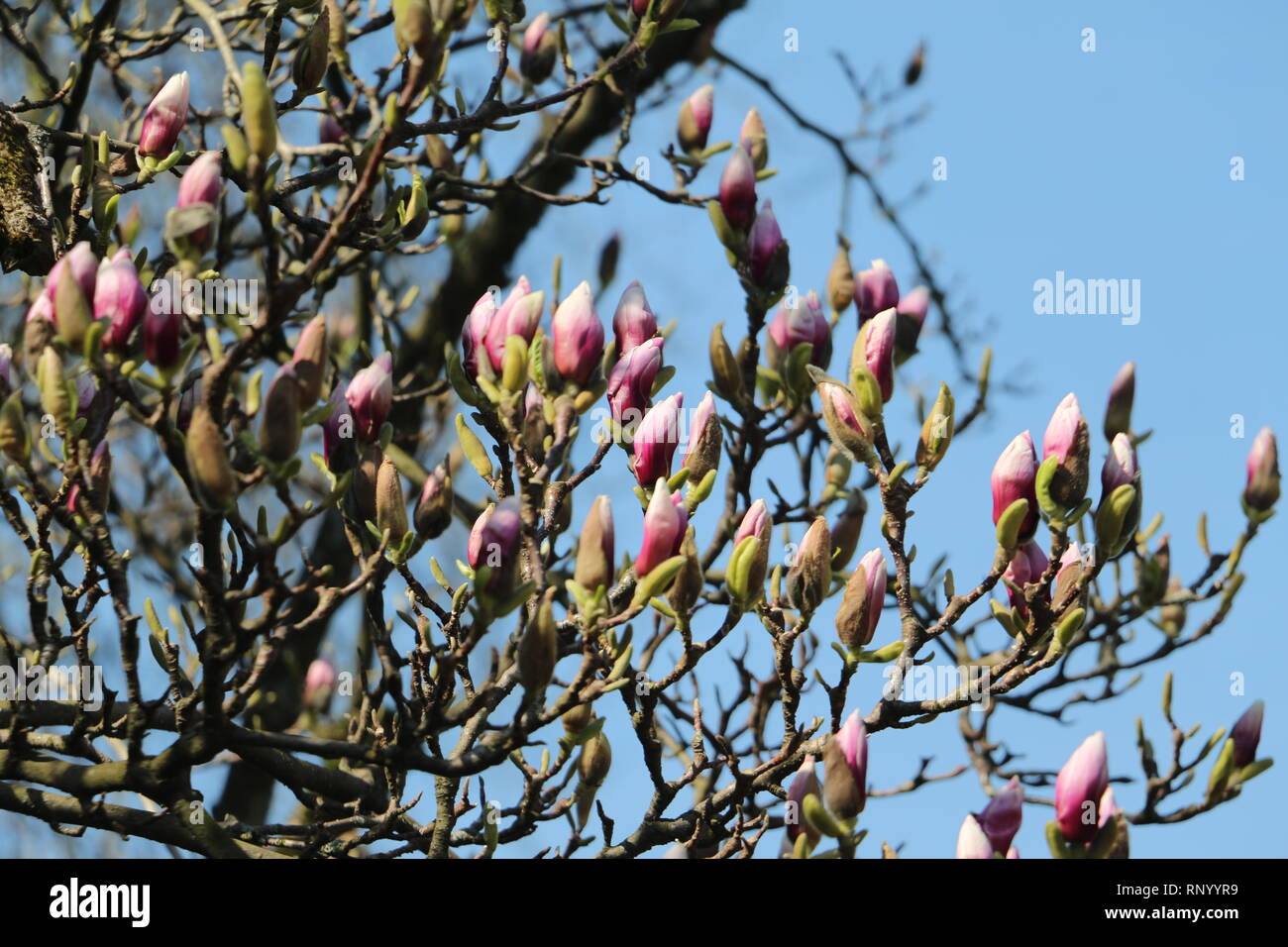 Hybrid tulip tree hi-res stock photography and images - Alamy