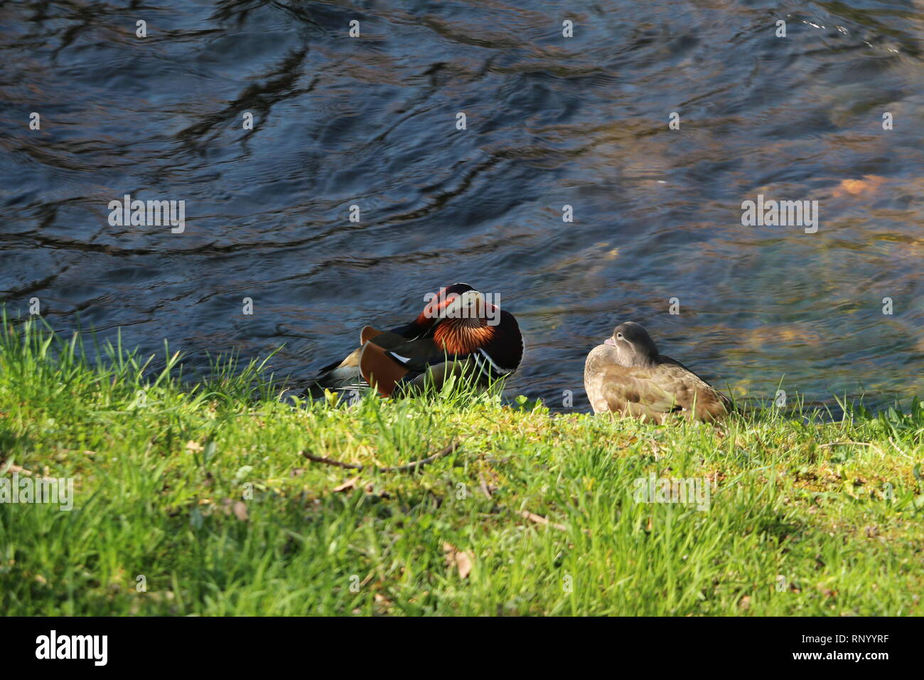 Rare mandarin duck in hi-res stock photography and images - Alamy