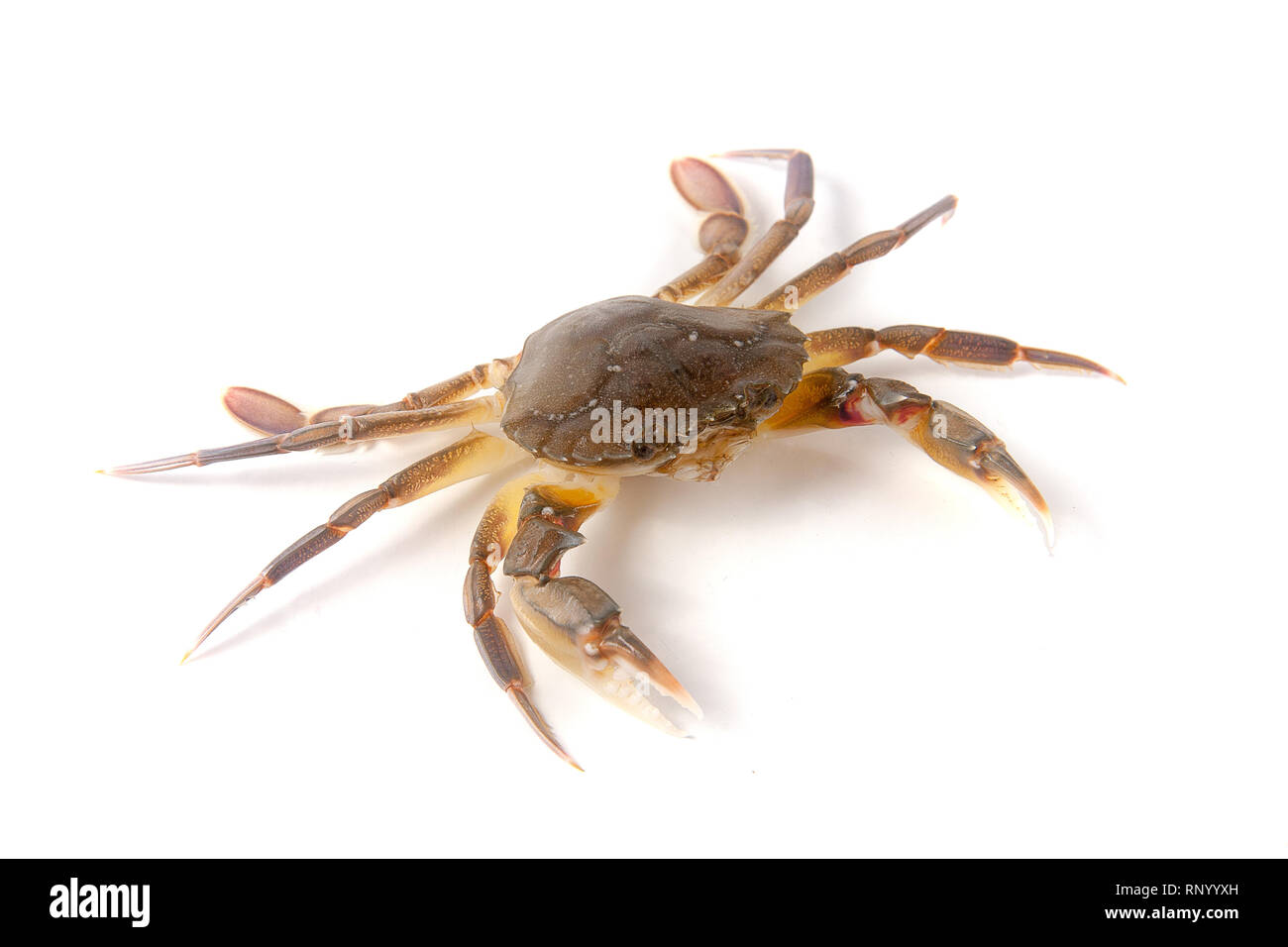 edible alive crab isolated on a white background Stock Photo - Alamy