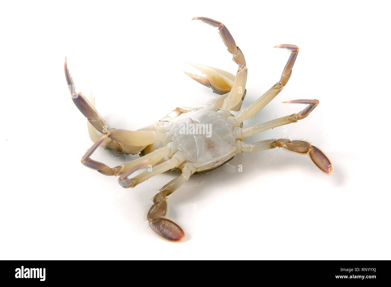 Live crab lying on the back isolated on a white background Stock Photo ...