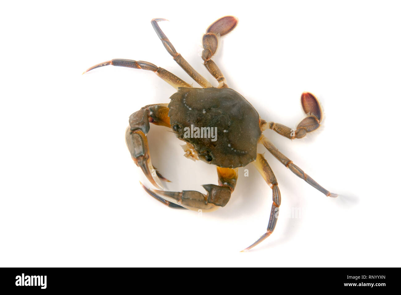 edible alive crab isolated on a white background Stock Photo - Alamy