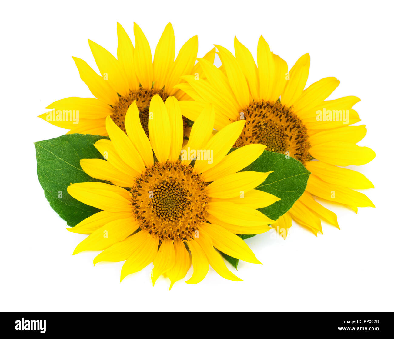 Three sunflowers with leaves isolated on white background Stock Photo ...