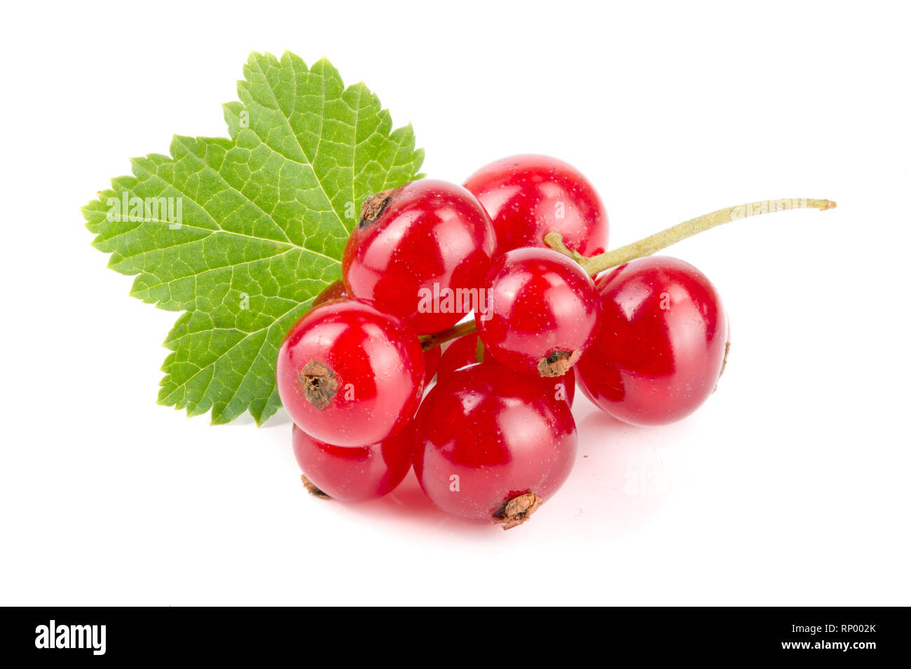 Red currant berries with leaf isolated on white background Stock Photo ...