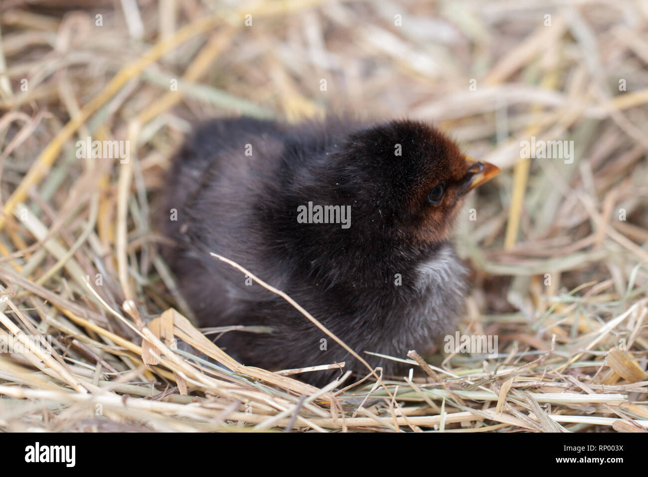 black baby chicken in the straw nest Stock Photo - Alamy