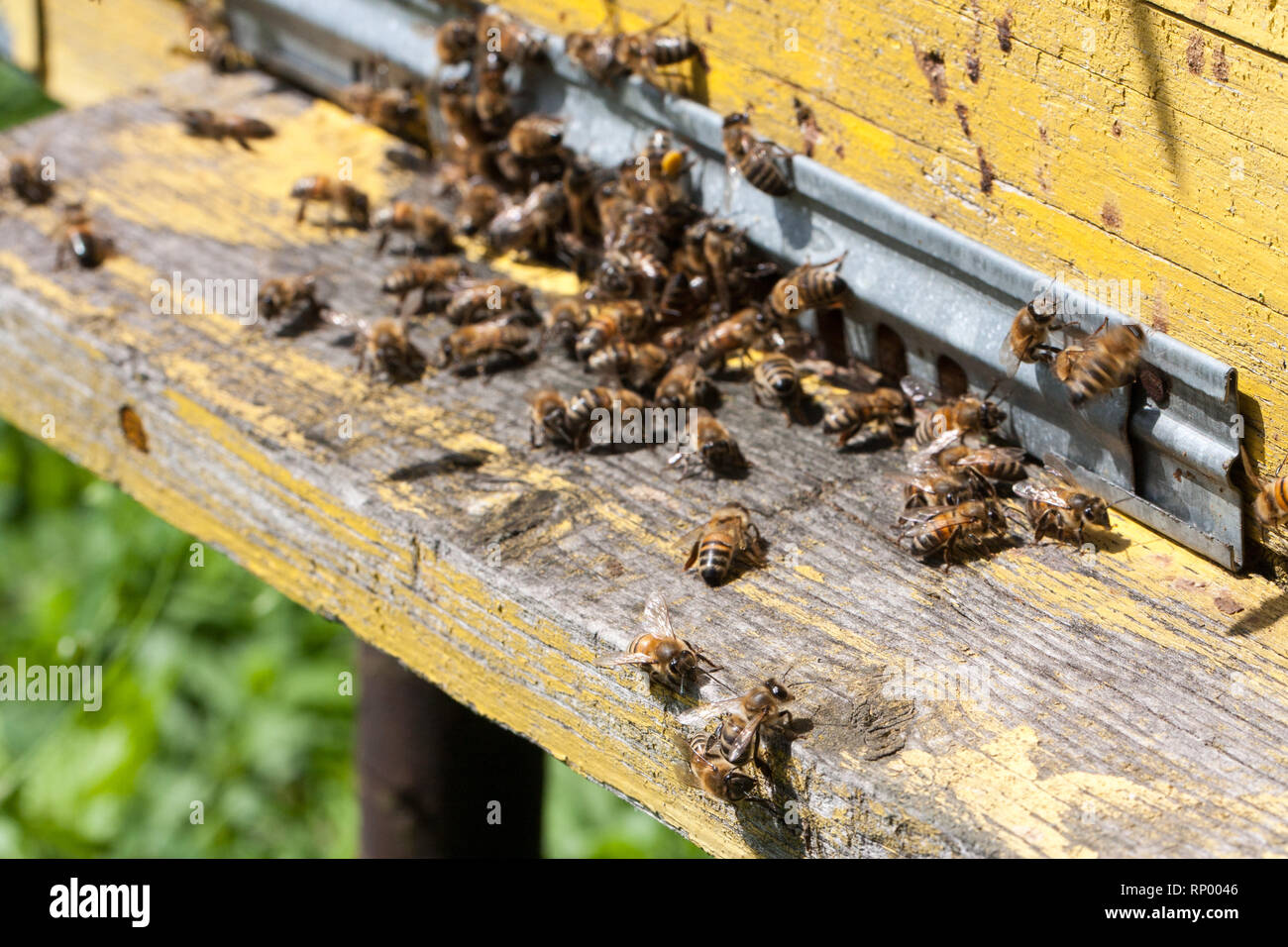 The bees at front hive entrance close-up, Selective focus Stock Photo ...