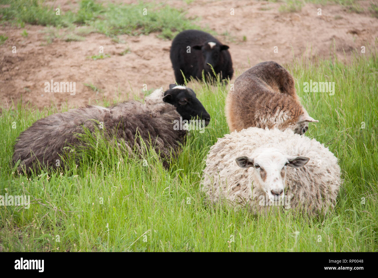 Sheep lying in long grass hi-res stock photography and images - Alamy