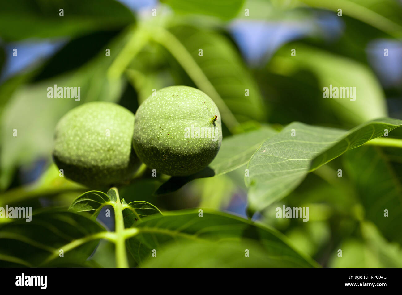 Two young walnuts growing on a tree Stock Photo - Alamy