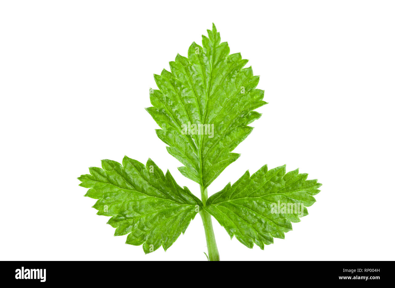 Fresh raspberry leaf isolated on white background Stock Photo - Alamy