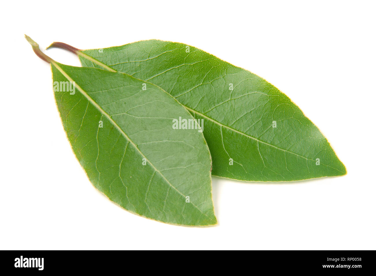 Fresh laurel leaf isolated on white background Stock Photo - Alamy