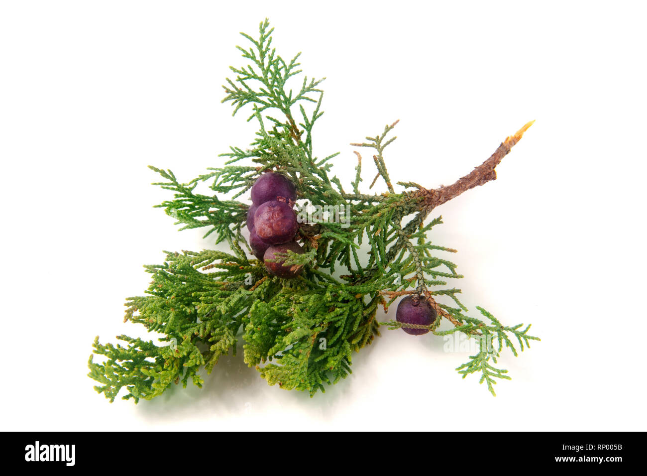 Green juniper branch with berries isolated on white background Stock ...