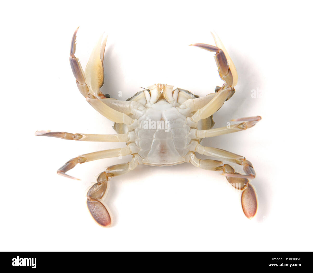 Live crab lying on the back isolated on a white background Stock Photo ...