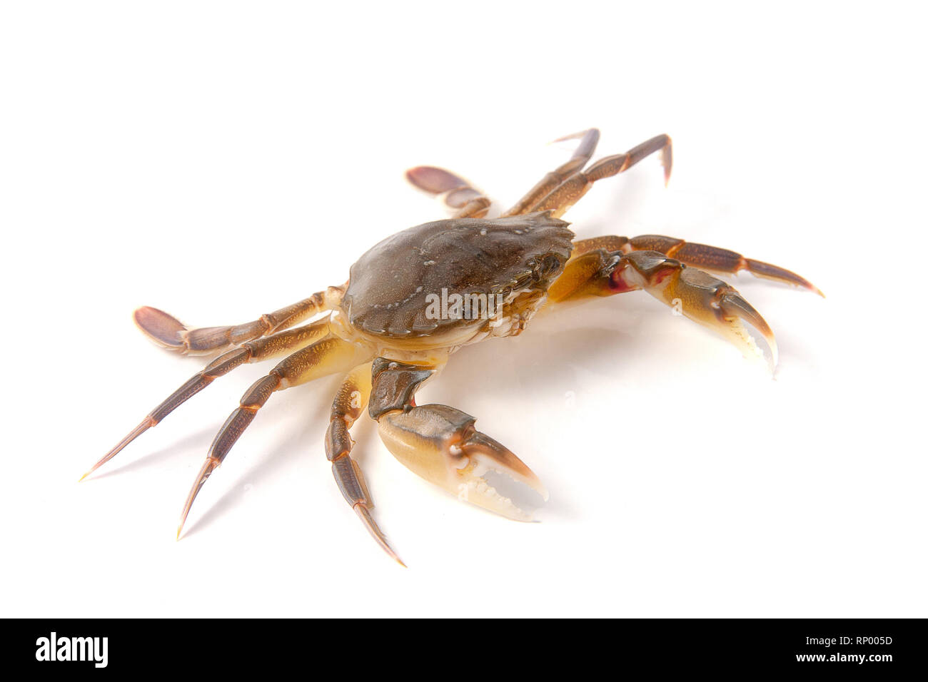 edible alive crab isolated on a white background Stock Photo - Alamy