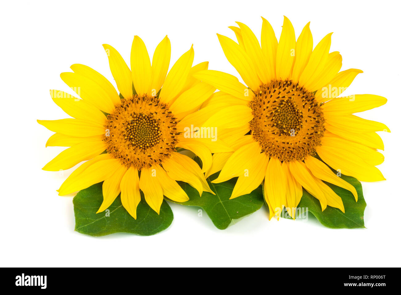 Two sunflowers with leaves isolated on white background Stock Photo - Alamy