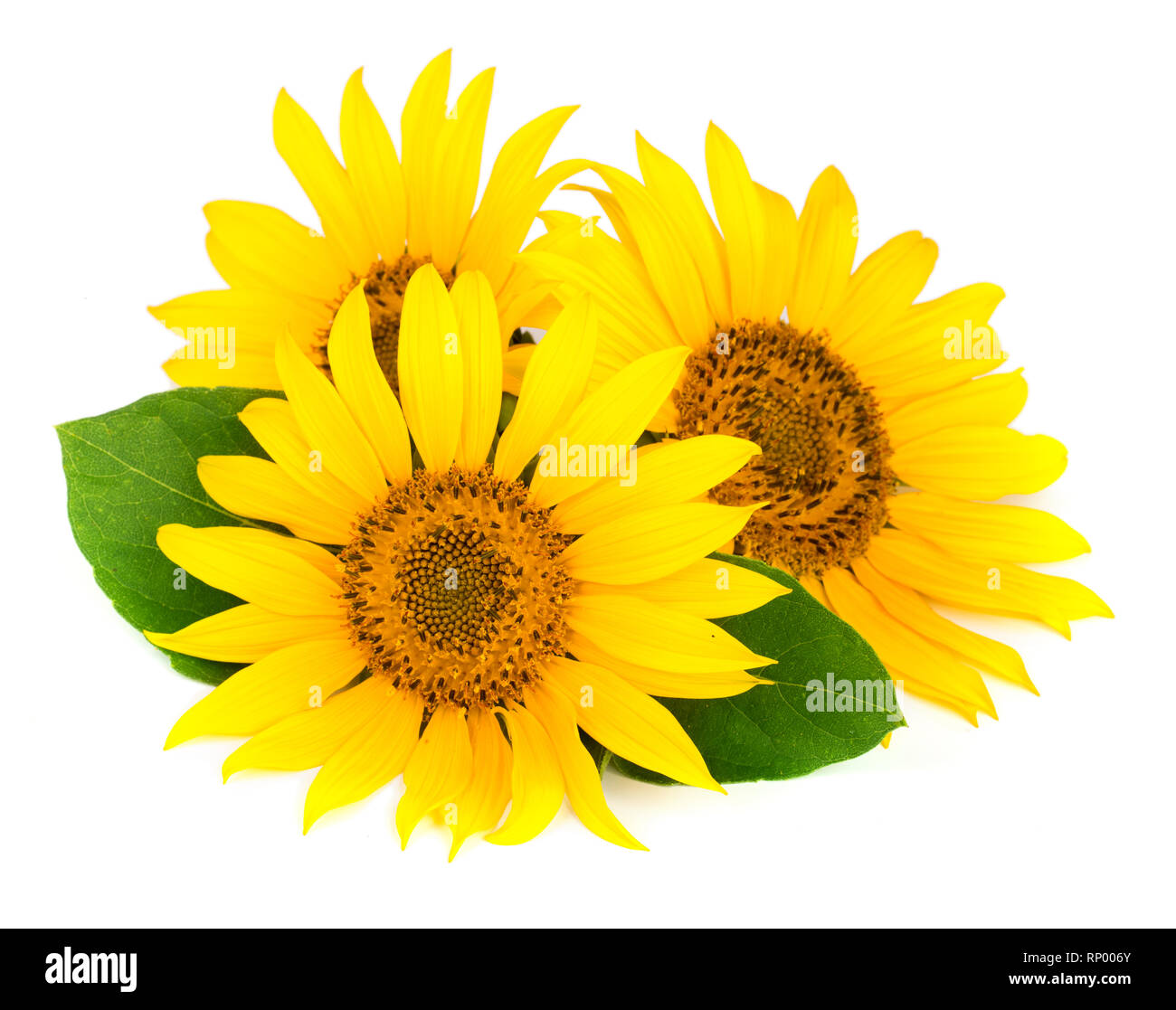 Three sunflowers with leaves isolated on white background Stock Photo ...