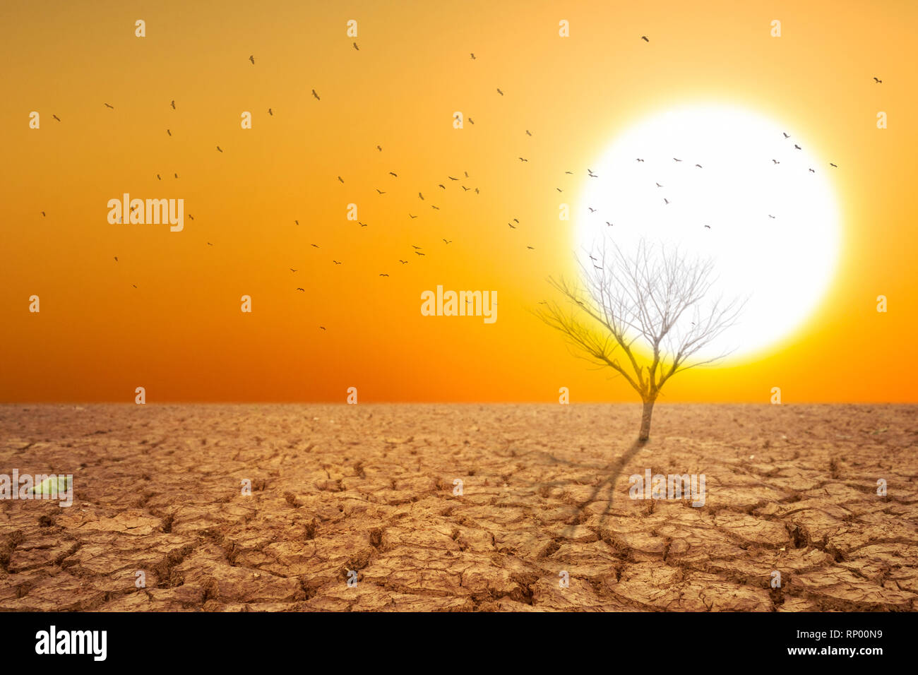 Dry land and hot dry air. There are birds flying back to the nest. And ...