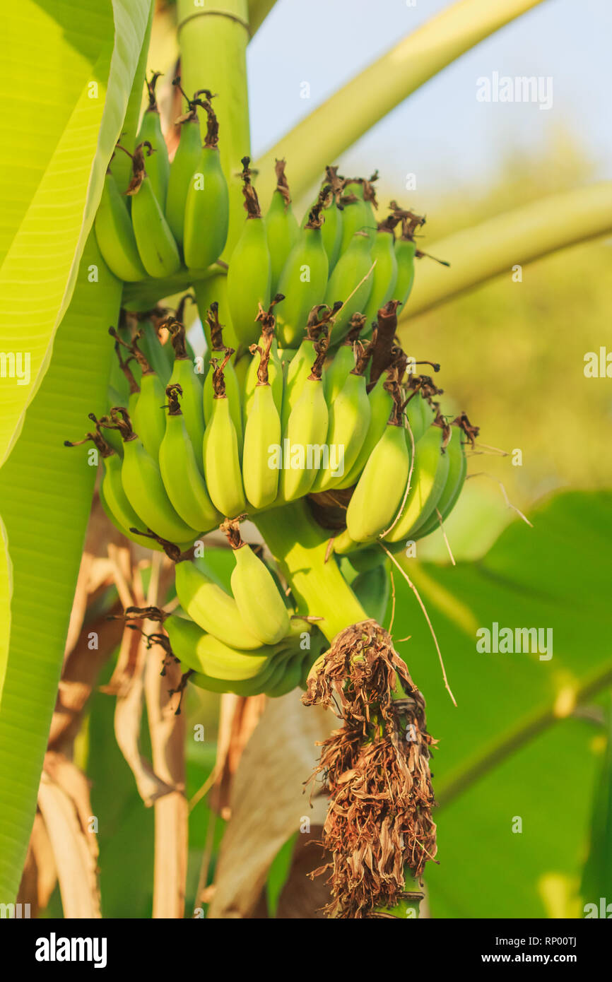 Bunch of banana, banana tree background Stock Photo - Alamy