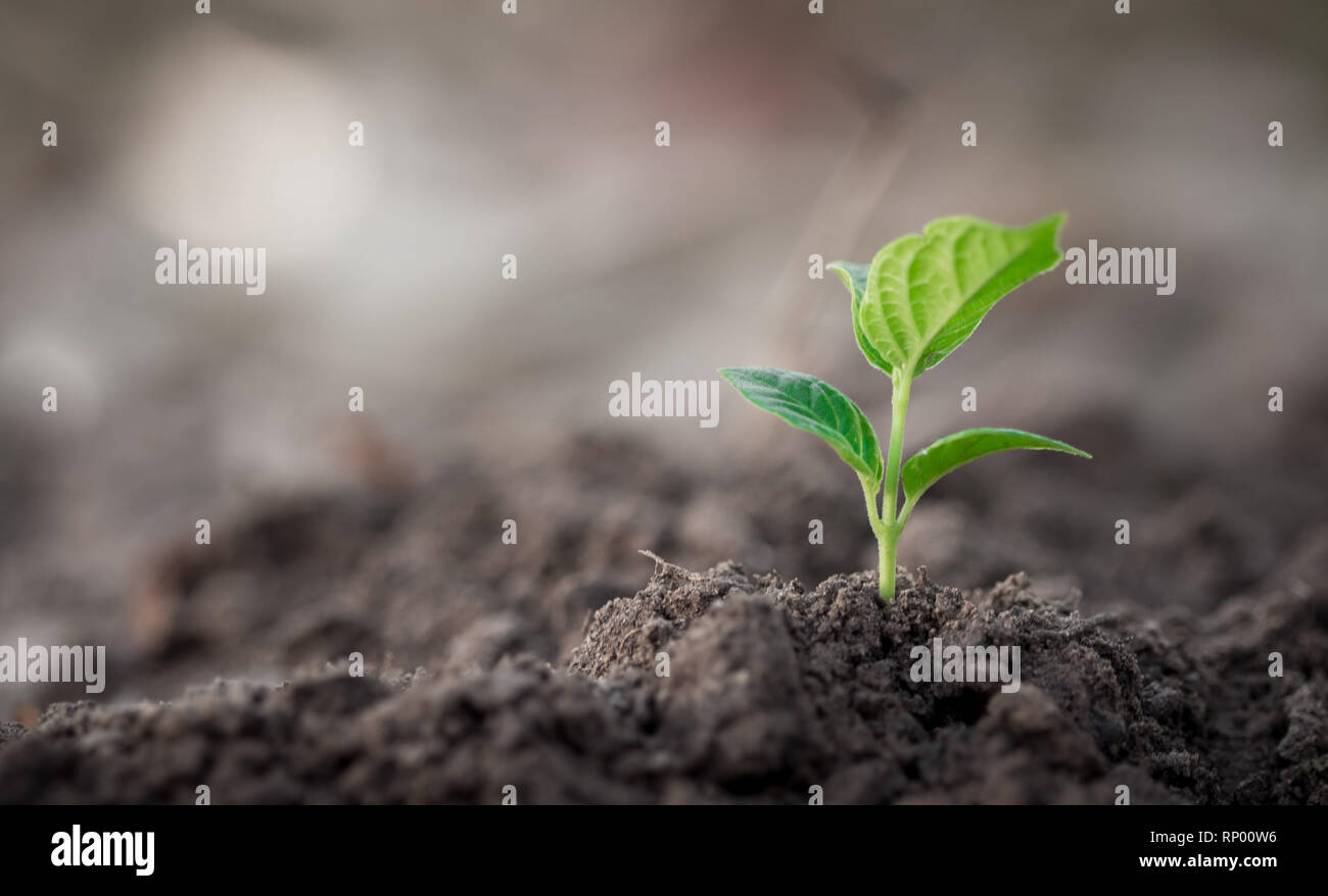 Growing young sprout Stock Photo - Alamy