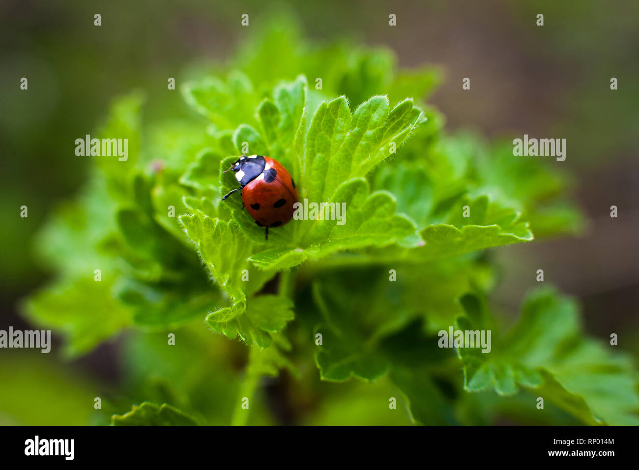 Ladybird on a green leaf hi-res stock photography and images - Alamy