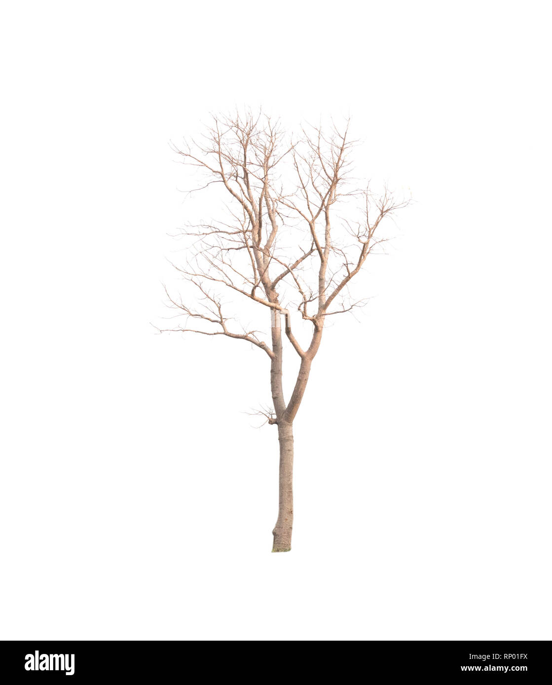 Dry tree isolated on white background Stock Photo - Alamy