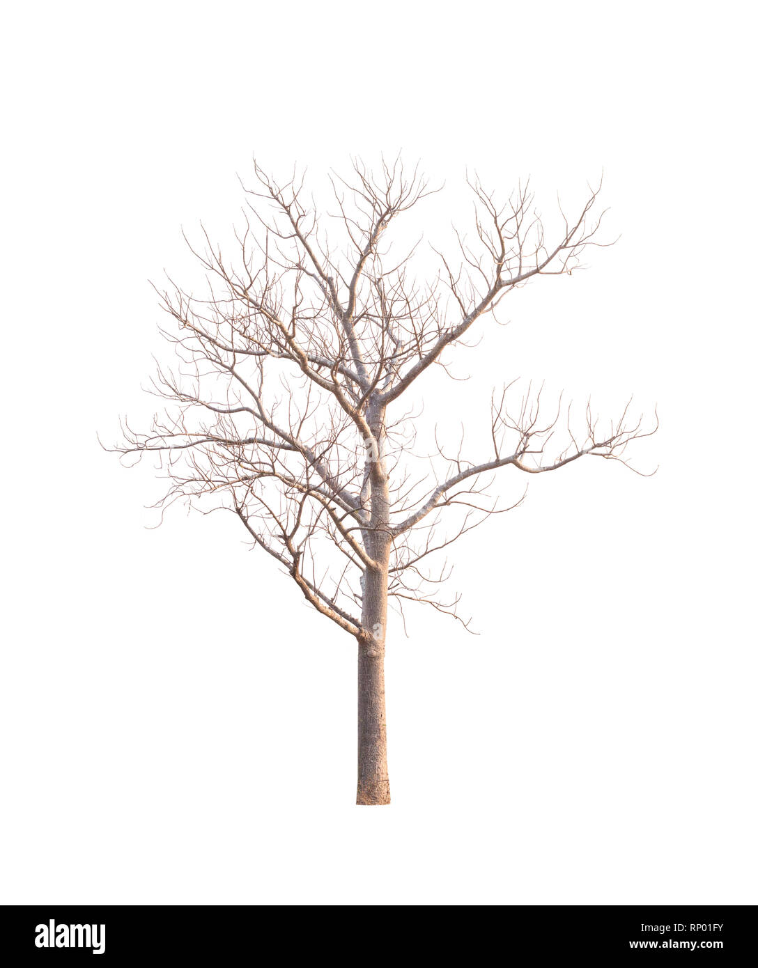 Dry tree isolated on white background Stock Photo - Alamy