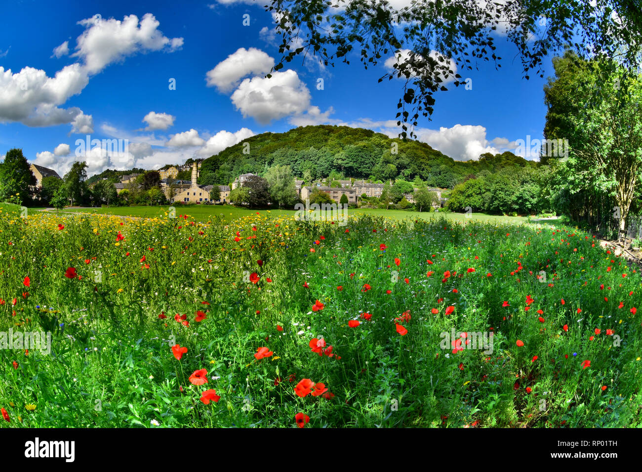 Wildflowers, Calder Holmes Park, Hebden Bridge, Calderdale, West ...