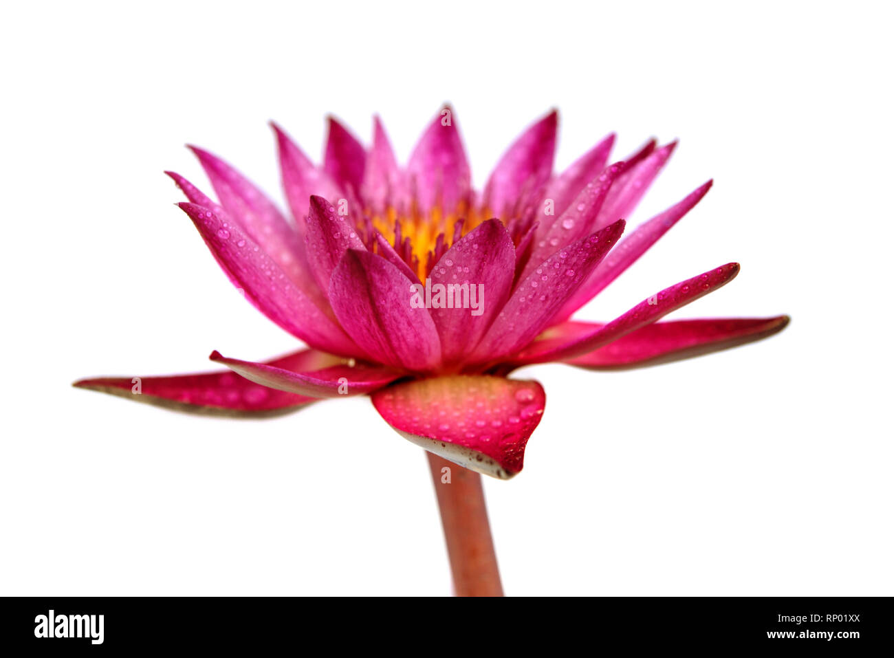 Red water lily with water drops isolated on white background Stock ...