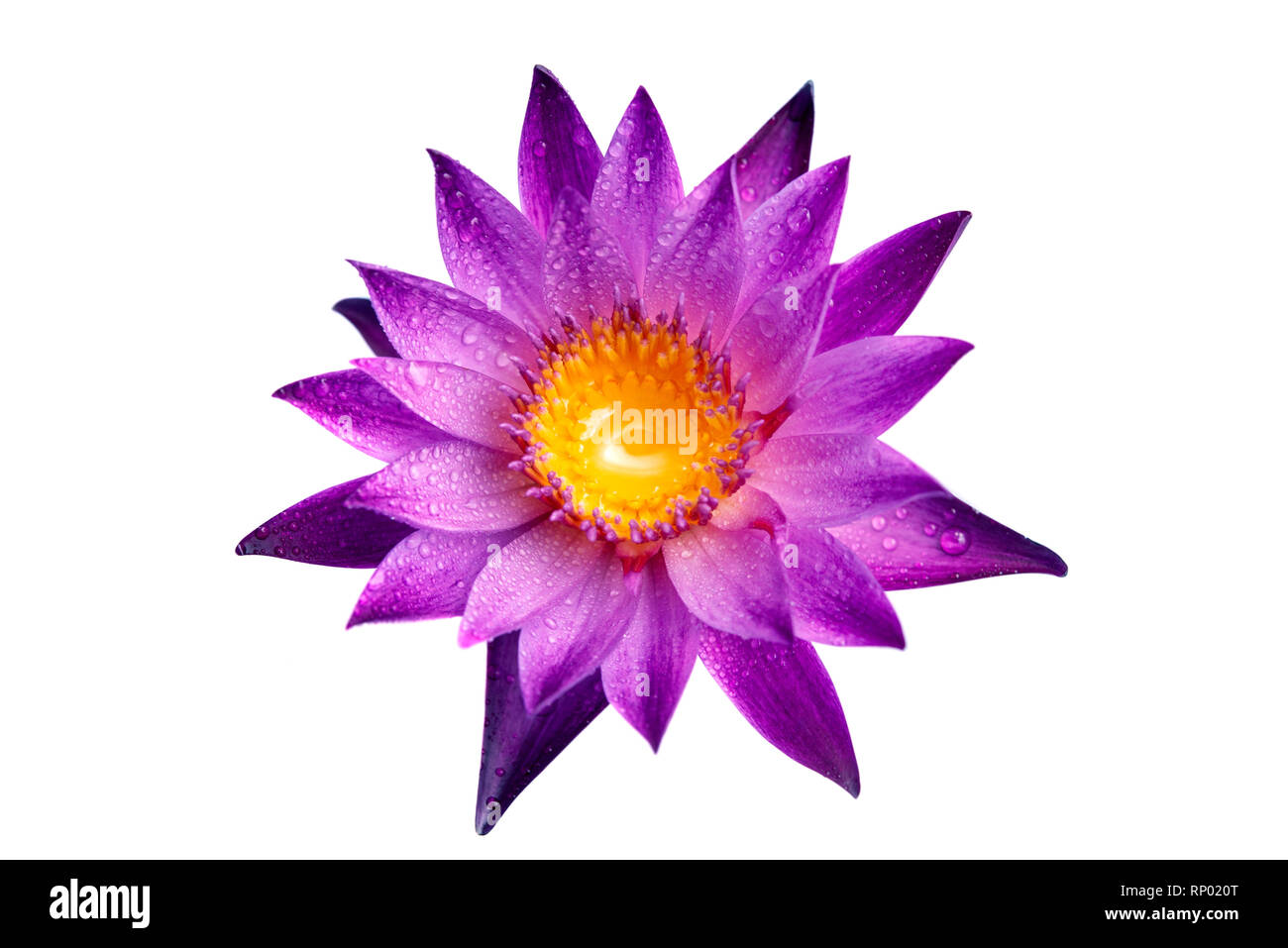 Top view flat lay purple water lily with water drops isolated on white ...