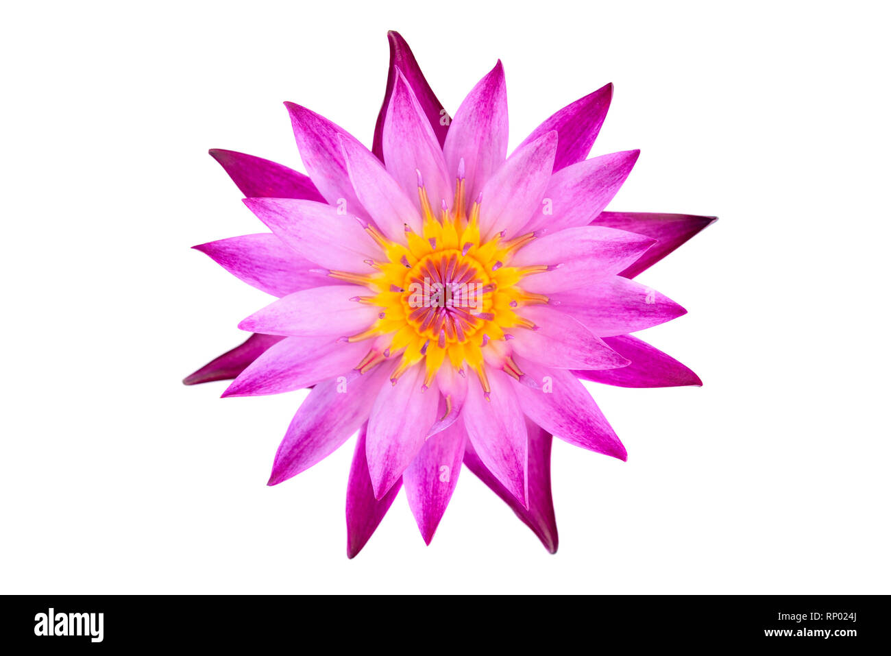 Top view flat lay pink water lily isolated on white background Stock ...