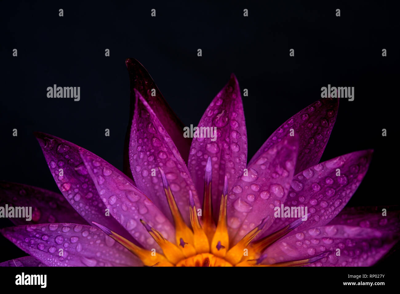 Close up water lily with water drops isolated on black background Stock ...