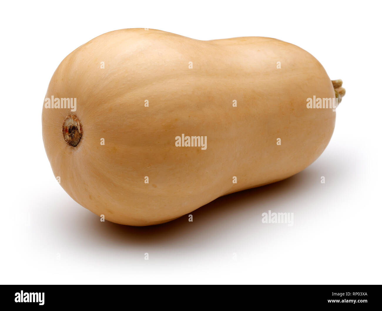 Single Butternut squash isolated on white background Stock Photo - Alamy