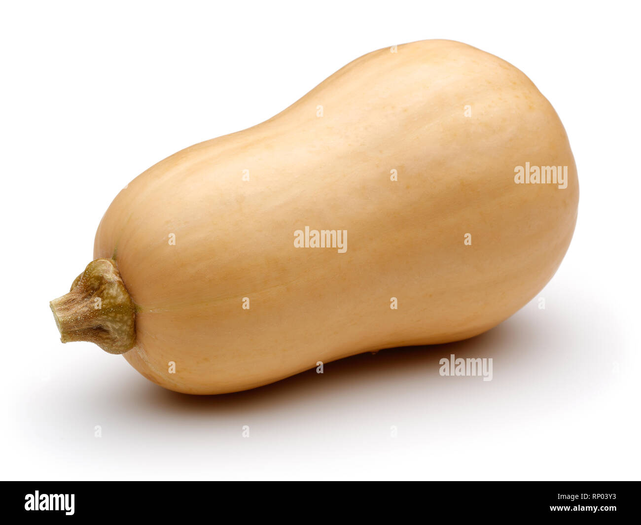 Single Butternut squash isolated on white background Stock Photo - Alamy