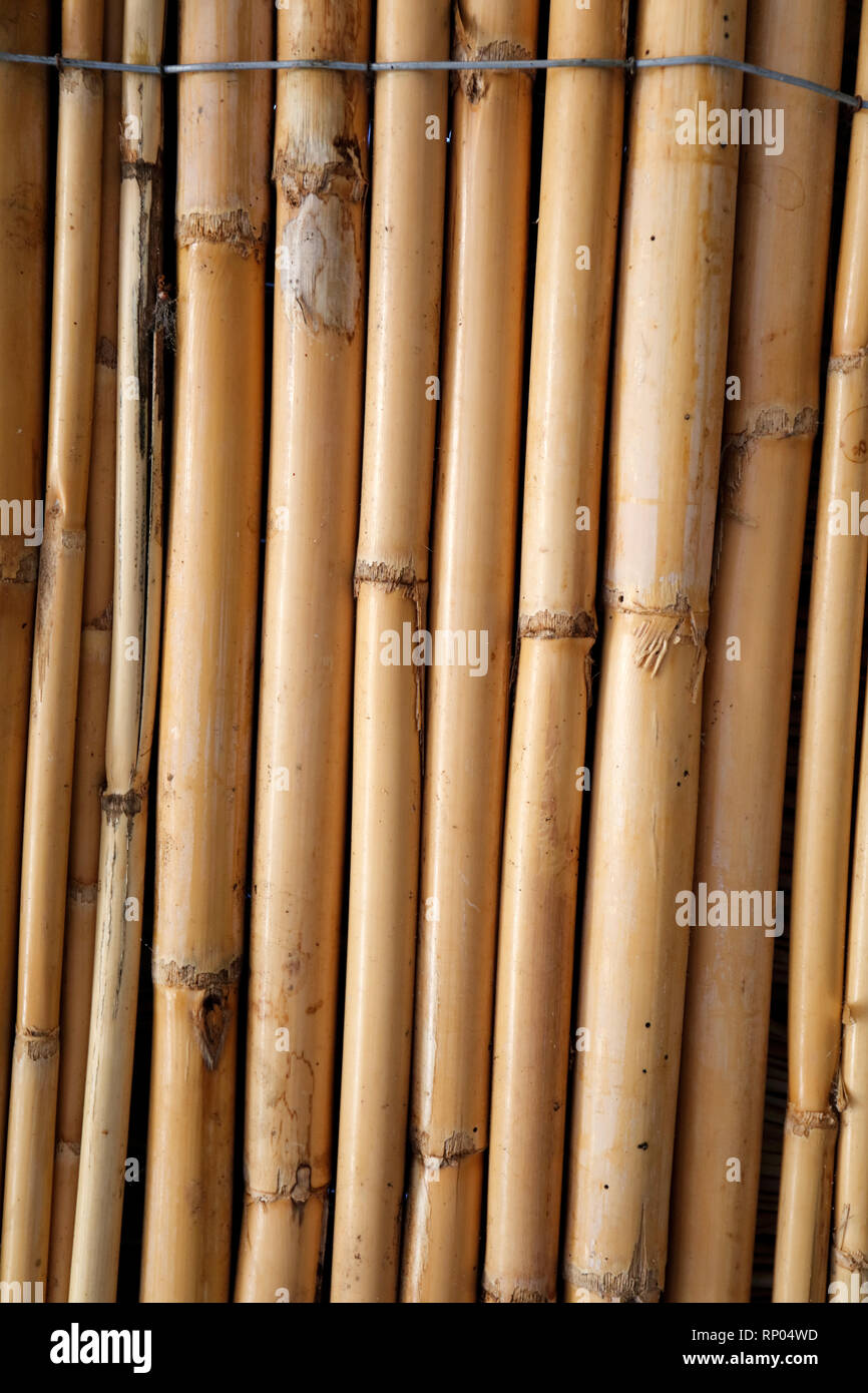 Background of dry reeds, vertical full frame Stock Photo - Alamy